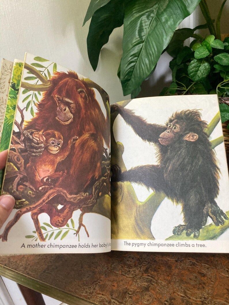 Wild Animals Little Golden Book - Etsy