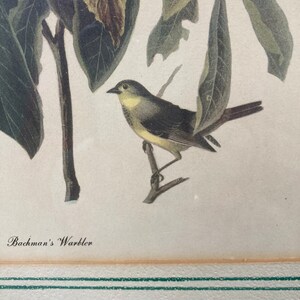 Vintage Warbler Framed Print - Etsy