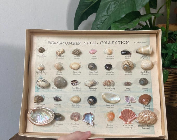 Beachcomber Seashell Collection - Etsy