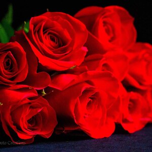 Blood Red Rose Scarf ~ Black and Red Floral Scarf ~ Flower Scarf ...