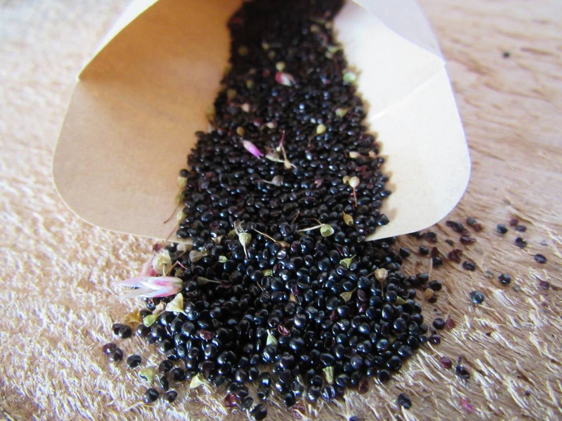 4 Grams 500 Celosia Seeds Giant Red Cockscomb Seeds - Etsy