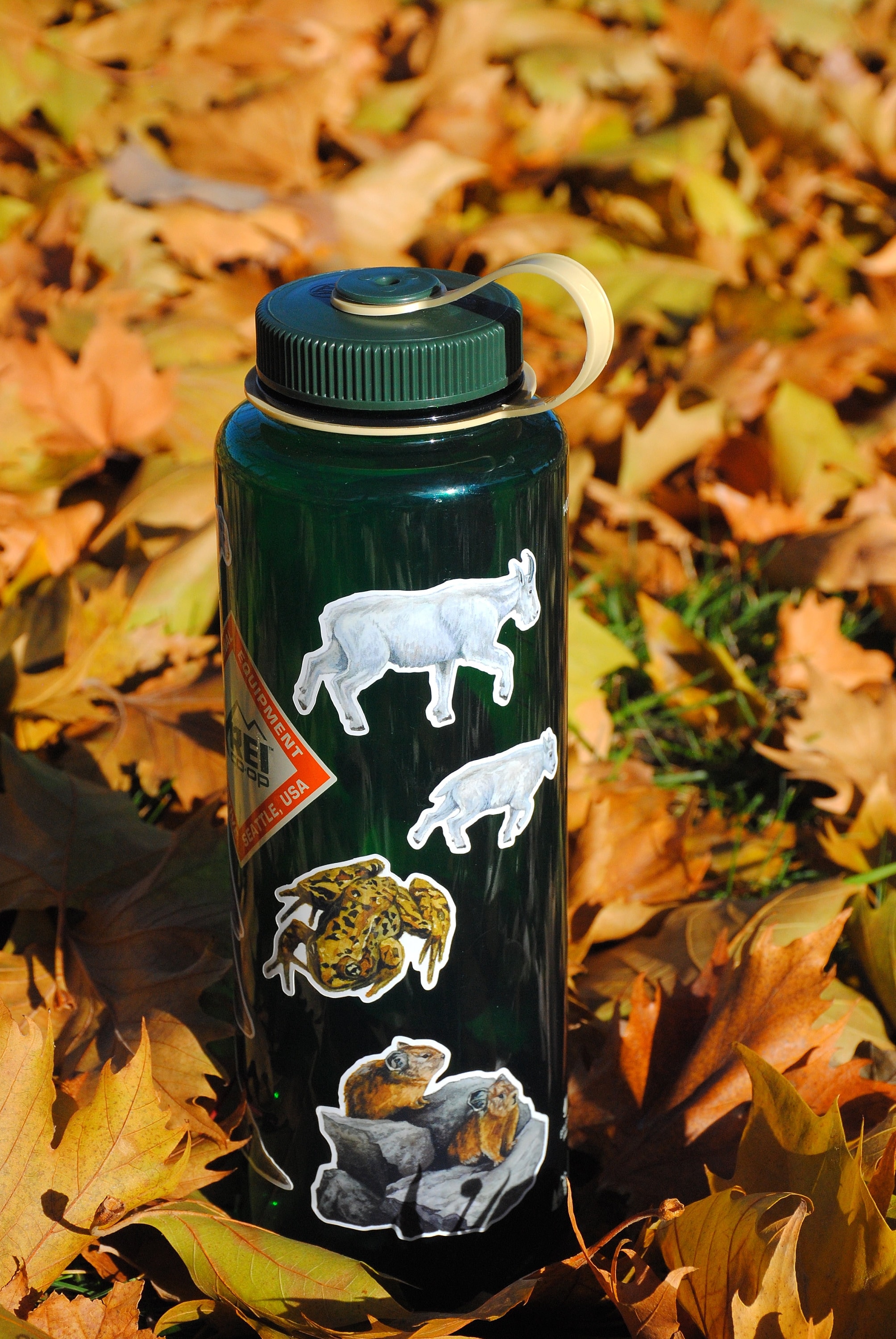 Pacific Northwest Species Sticker Pack - Etsy