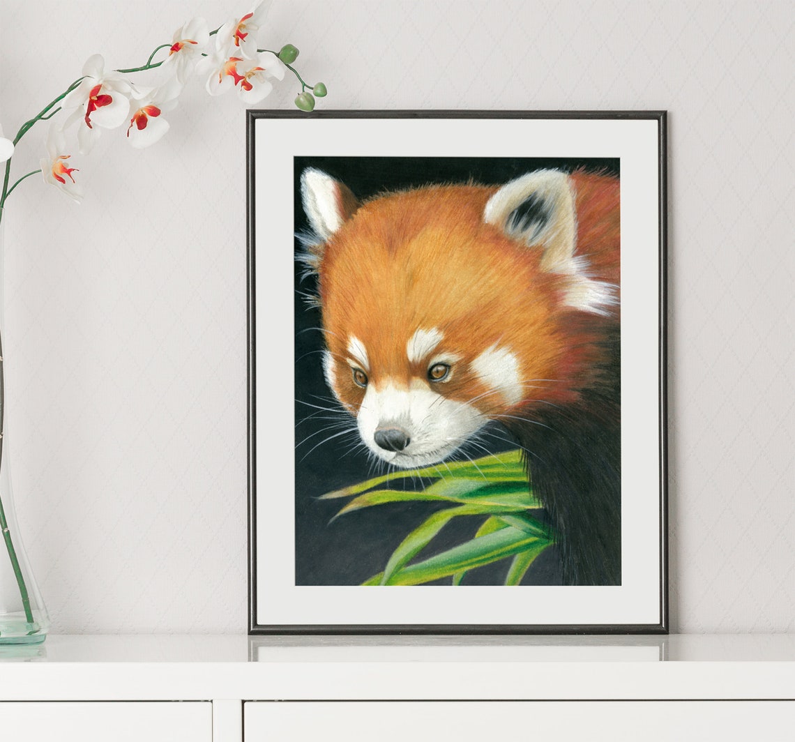 ORIGINAL Red Panda. Colour Pencil Art - Etsy
