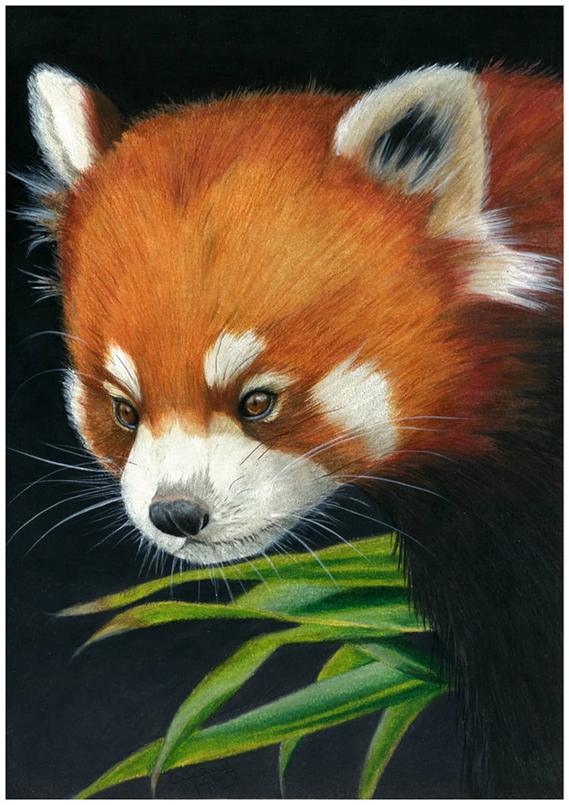ORIGINAL Red Panda. Colour Pencil Art - Etsy