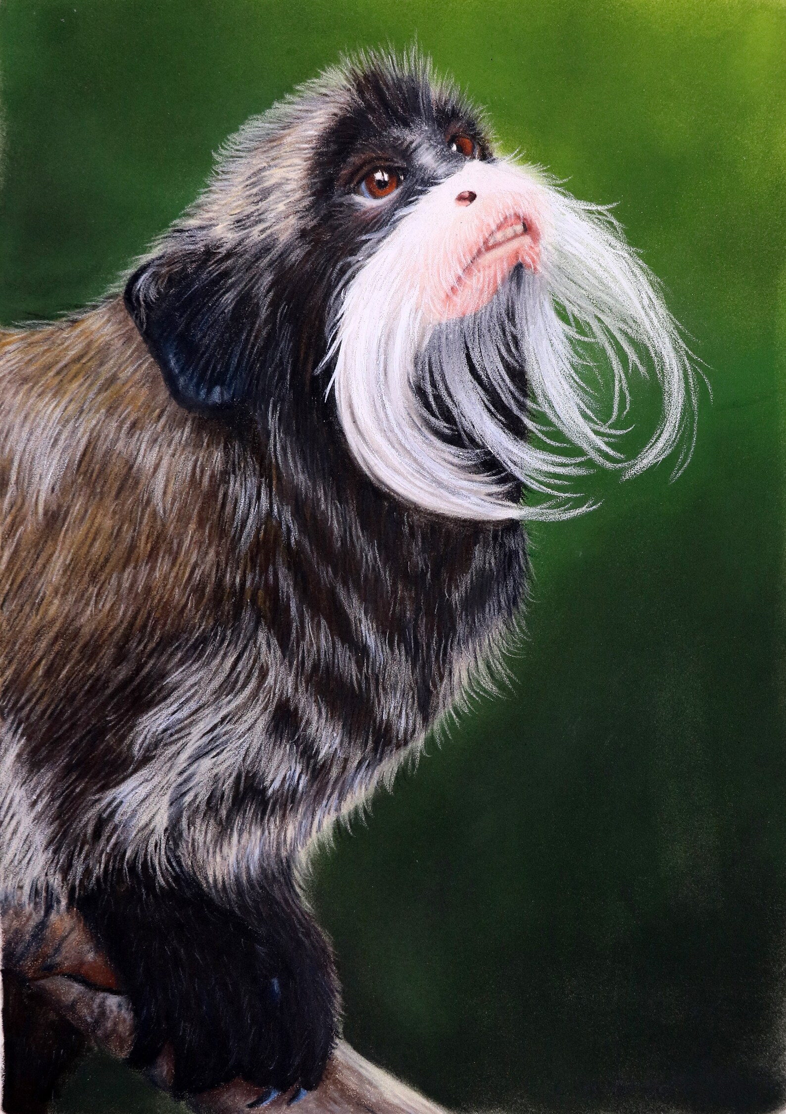 Emperor Tamarin ORIGINAL A4 Colour Pencil Drawing - Etsy UK