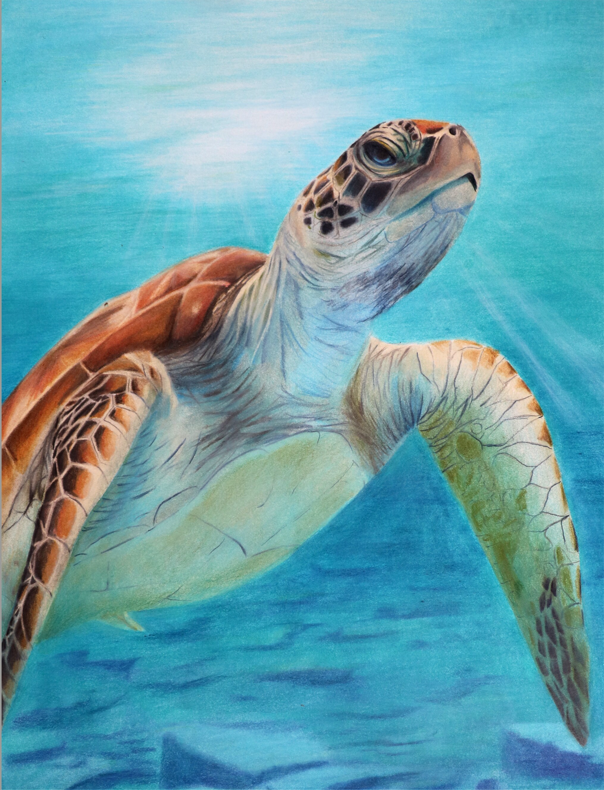 Sea Turtle Shell Drawing