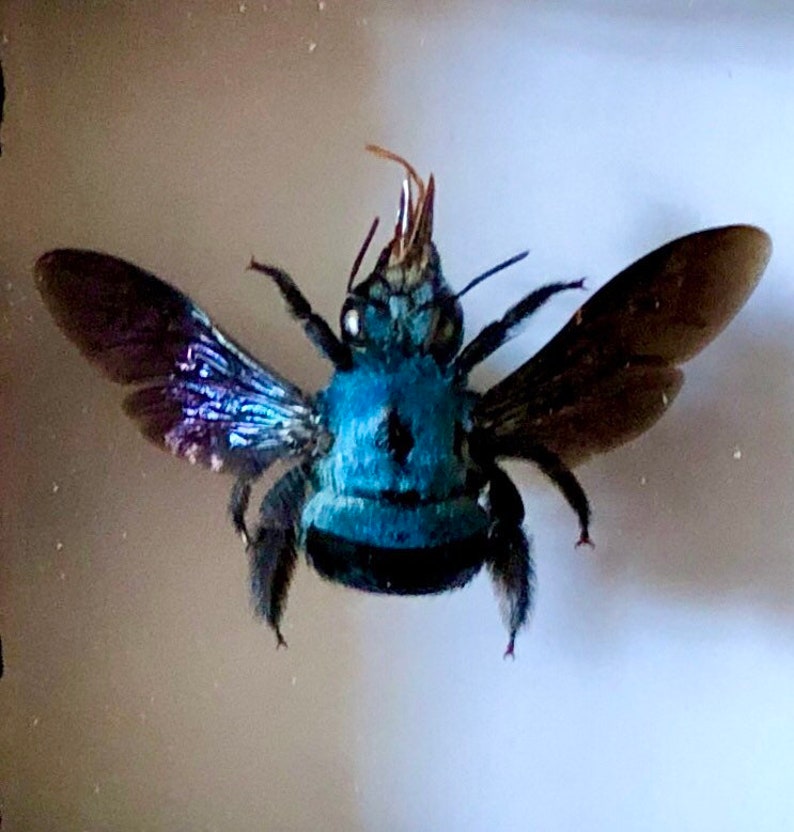 Blue Carpenter Bee Xylocopa Caerulea Insect Taxidermy | Etsy