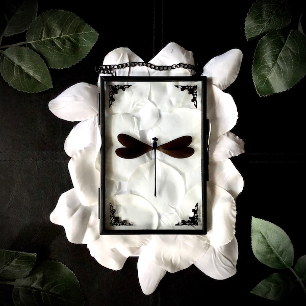 Framed Insects - Etsy