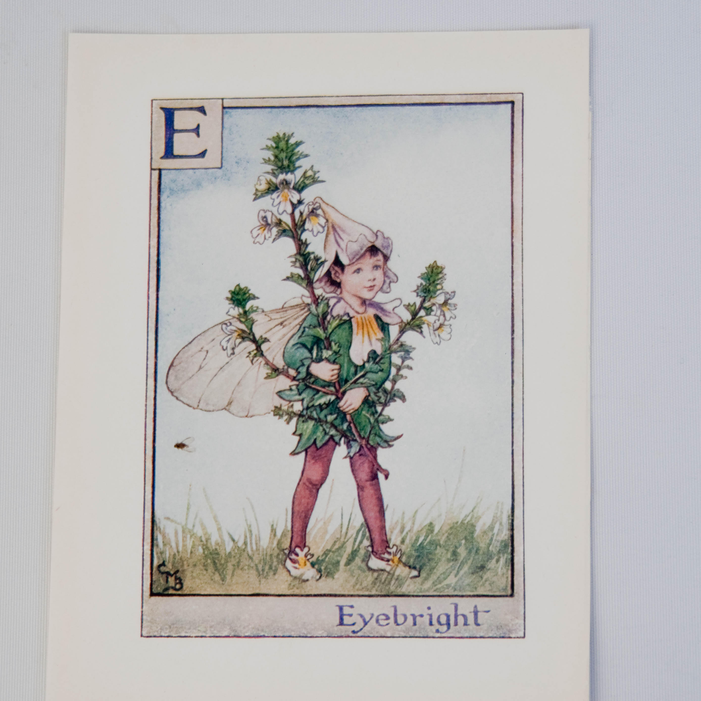 Original Flower Fairy Alphabet Letter E, Eyebright, Cicley Mary Barker ...