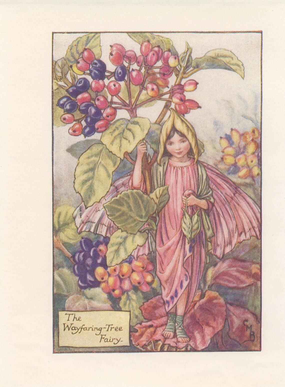 Original the Wayfaring Tree Fairy Print, Flower Fairies of Autumn ...