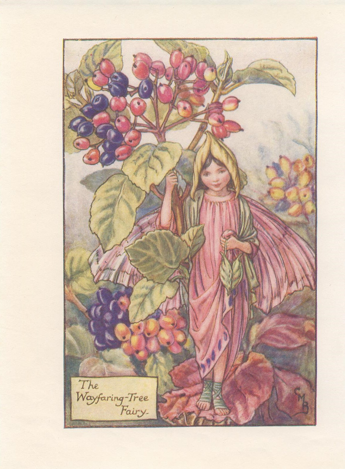 Original the Wayfaring Tree Fairy Print, Flower Fairies of Autumn ...