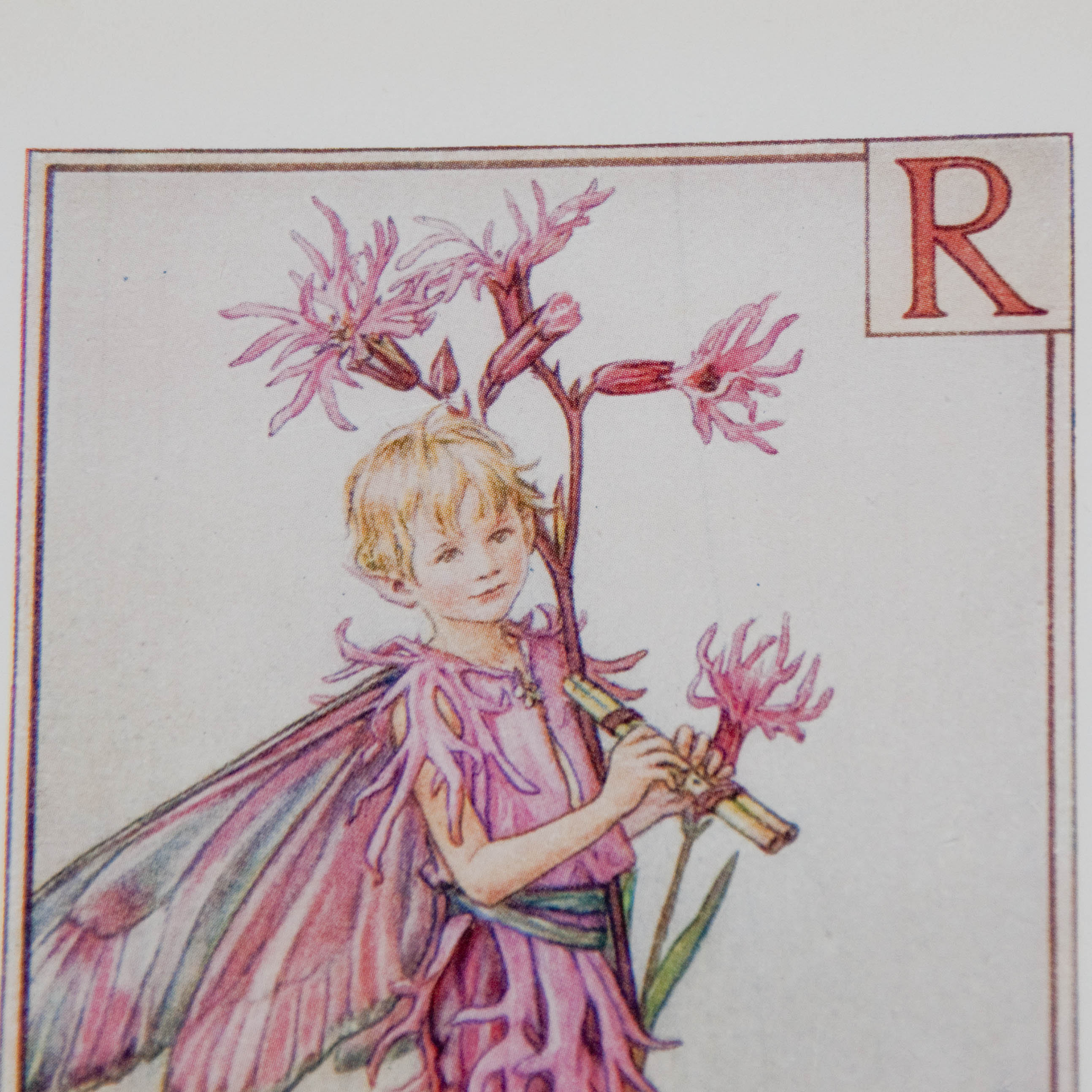 Original Flower Fairy Alphabet Letter R Ragged Robin Cicley - Etsy