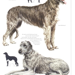 Vintage Dog Print, Irish Wolfhound, Scottish Deerhound, Dog Lover Gift ...