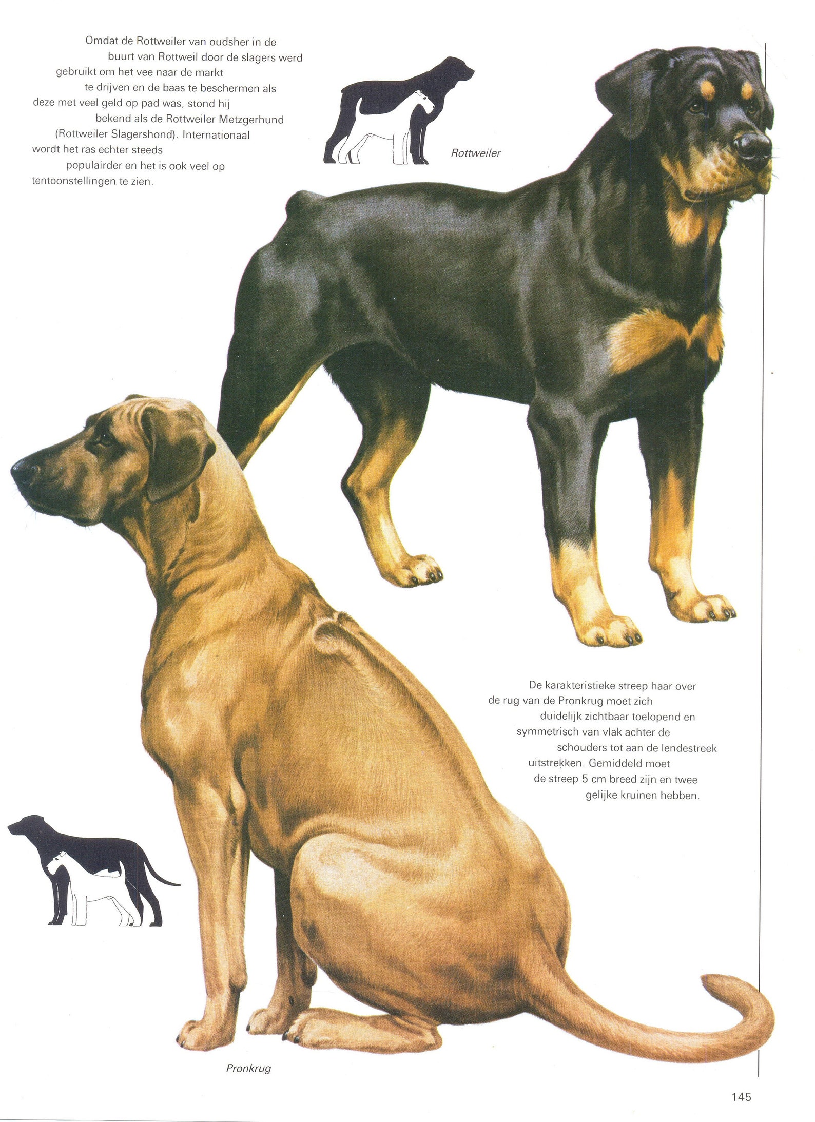 Vintage Rottweiler Dog Print, Dog Breed Art, 1980s Book Plate - Etsy