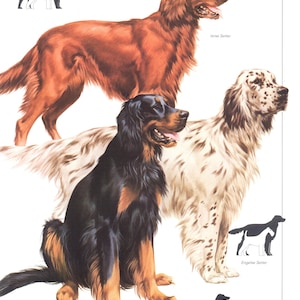 Vintage Dog Print, Irish Setter, English Setter, Gordon Setter, Dog ...