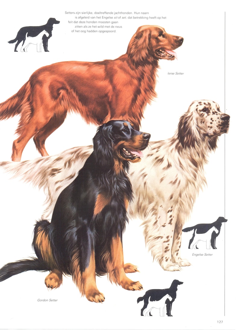 Vintage Dog Print, Irish Setter, English Setter, Gordon Setter, Dog ...