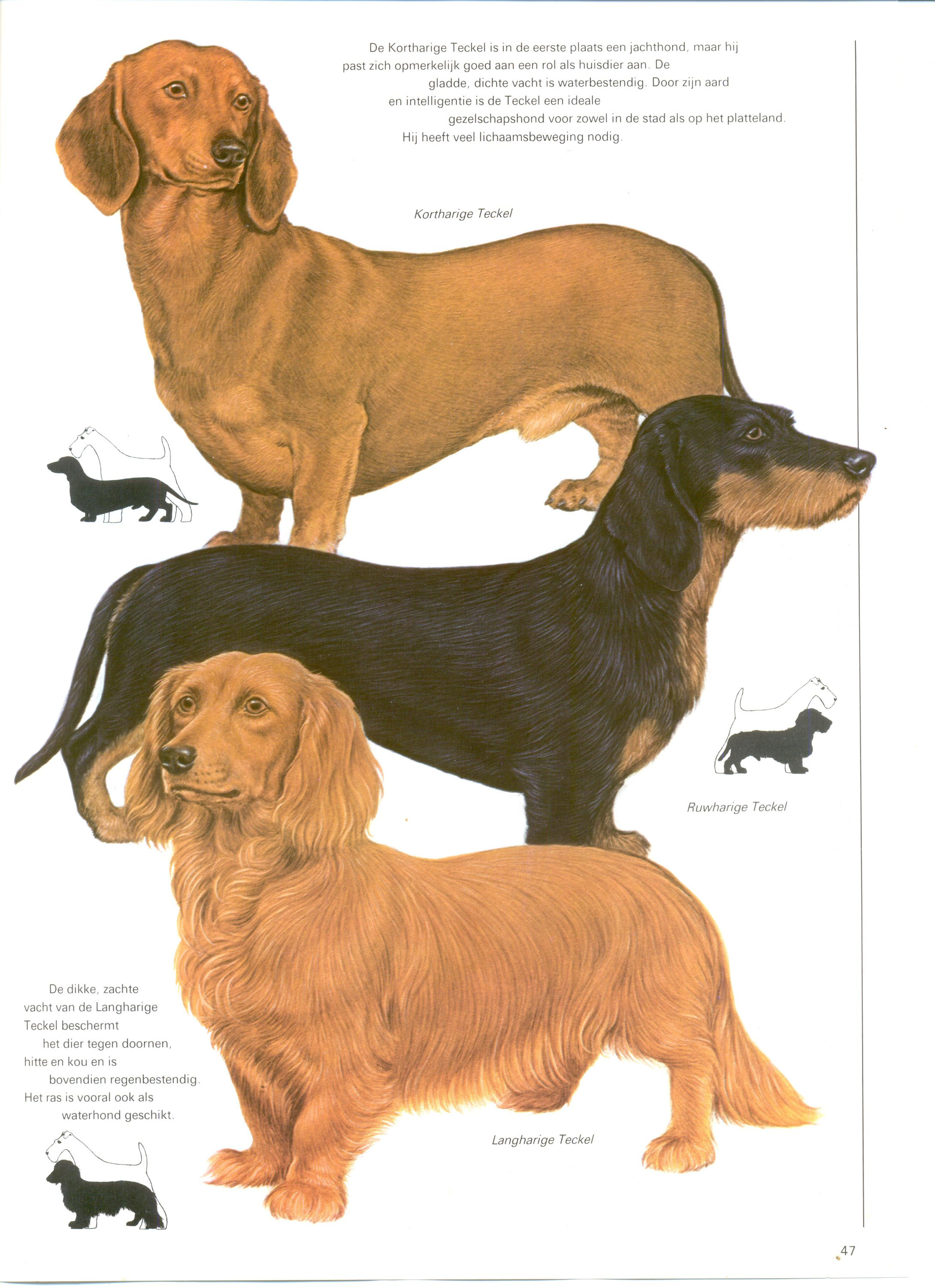 Vintage Dog Print, Sausage Dog, Wire-haired Dachshund, Long Haired ...