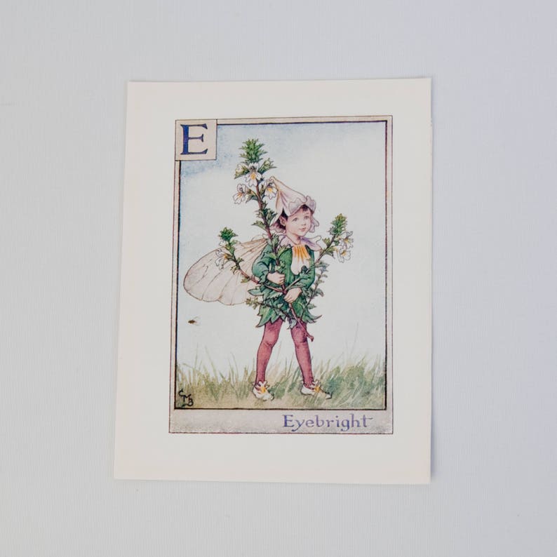 Original Flower Fairy Alphabet letter E Eyebright Cicley | Etsy