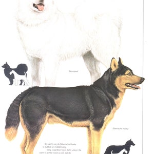 Vintage Dog Print, Samojeed, Siberian Husky, Dog Lover Gift, Dogmom ...