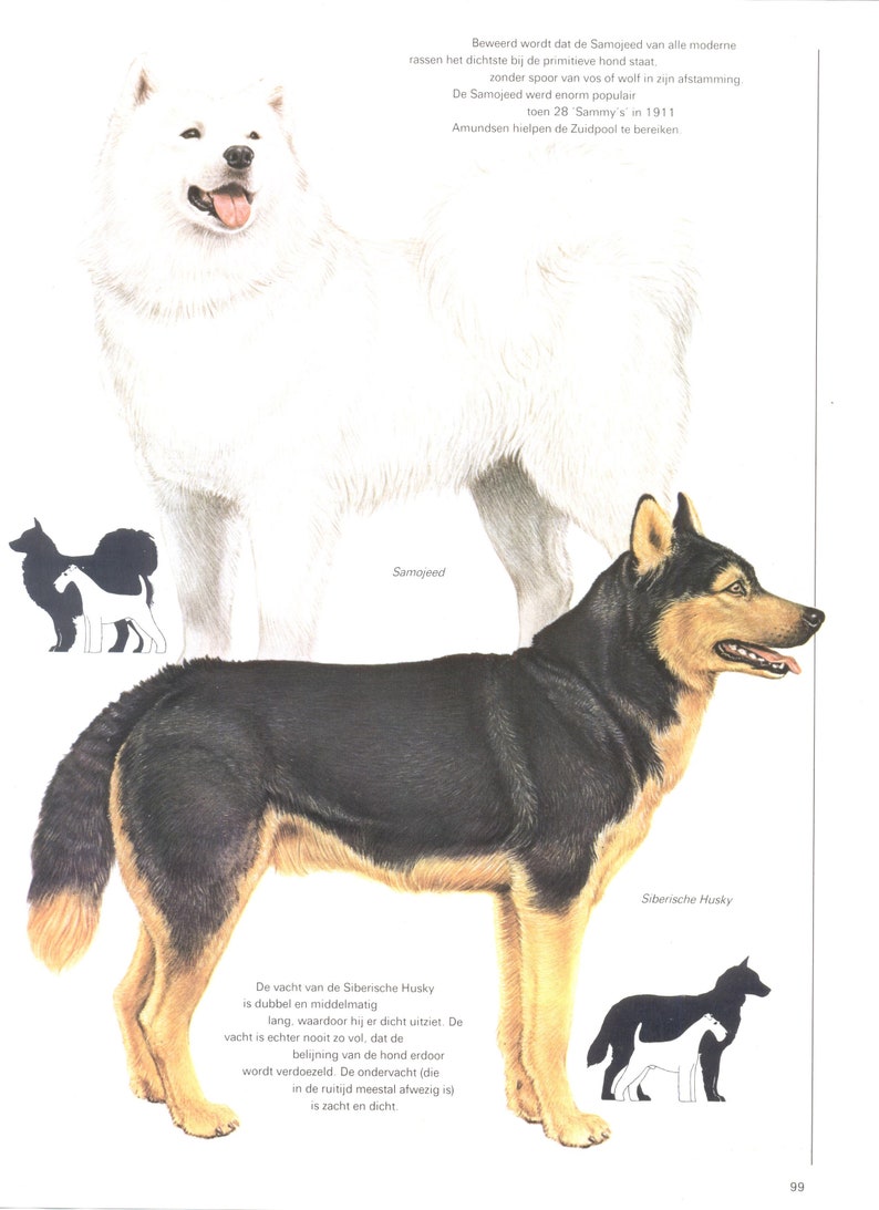 Vintage Dog Print, Samojeed, Siberian Husky, Dog Lover Gift, Dogmom ...