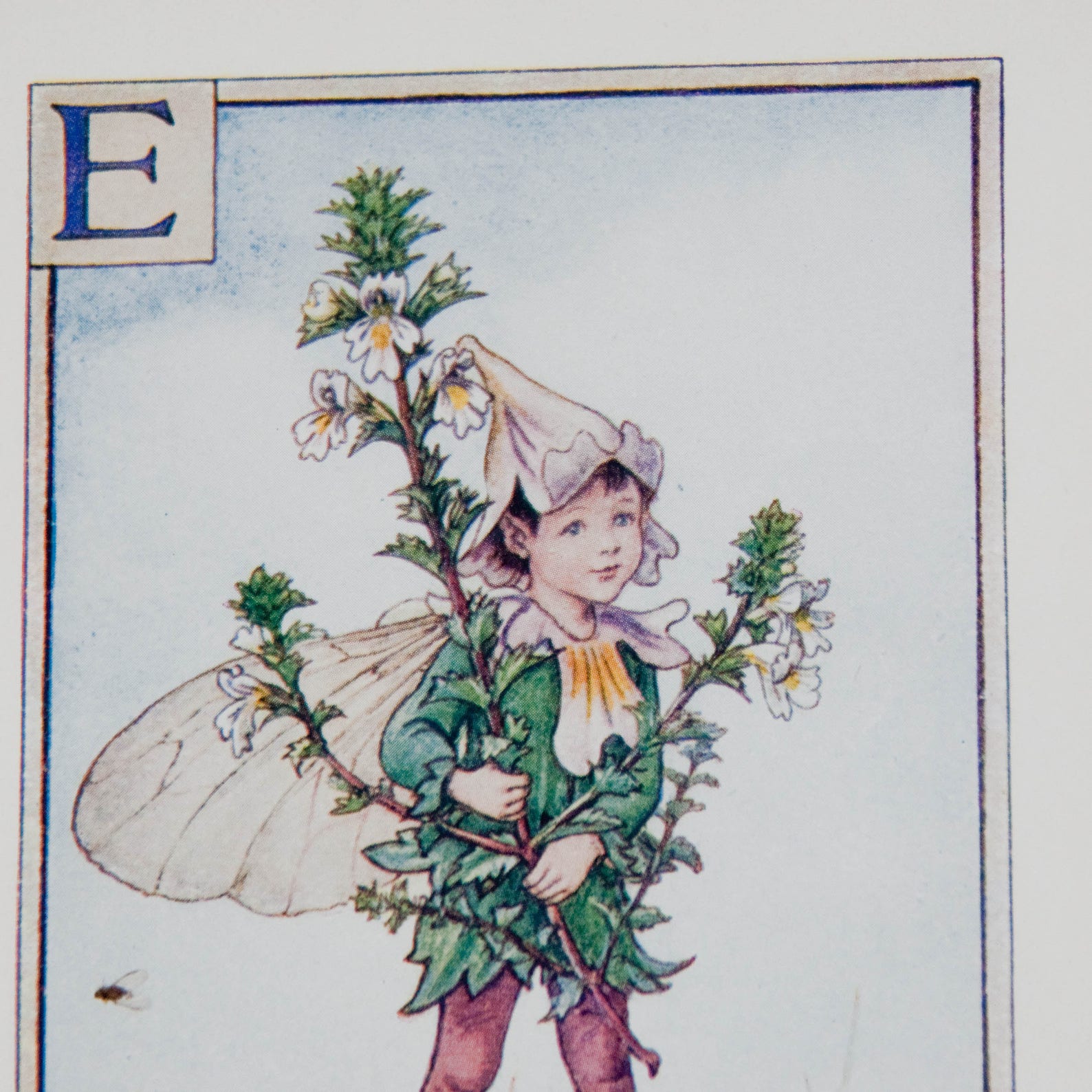 Original Flower Fairy Alphabet Letter E, Eyebright, Cicley Mary Barker ...