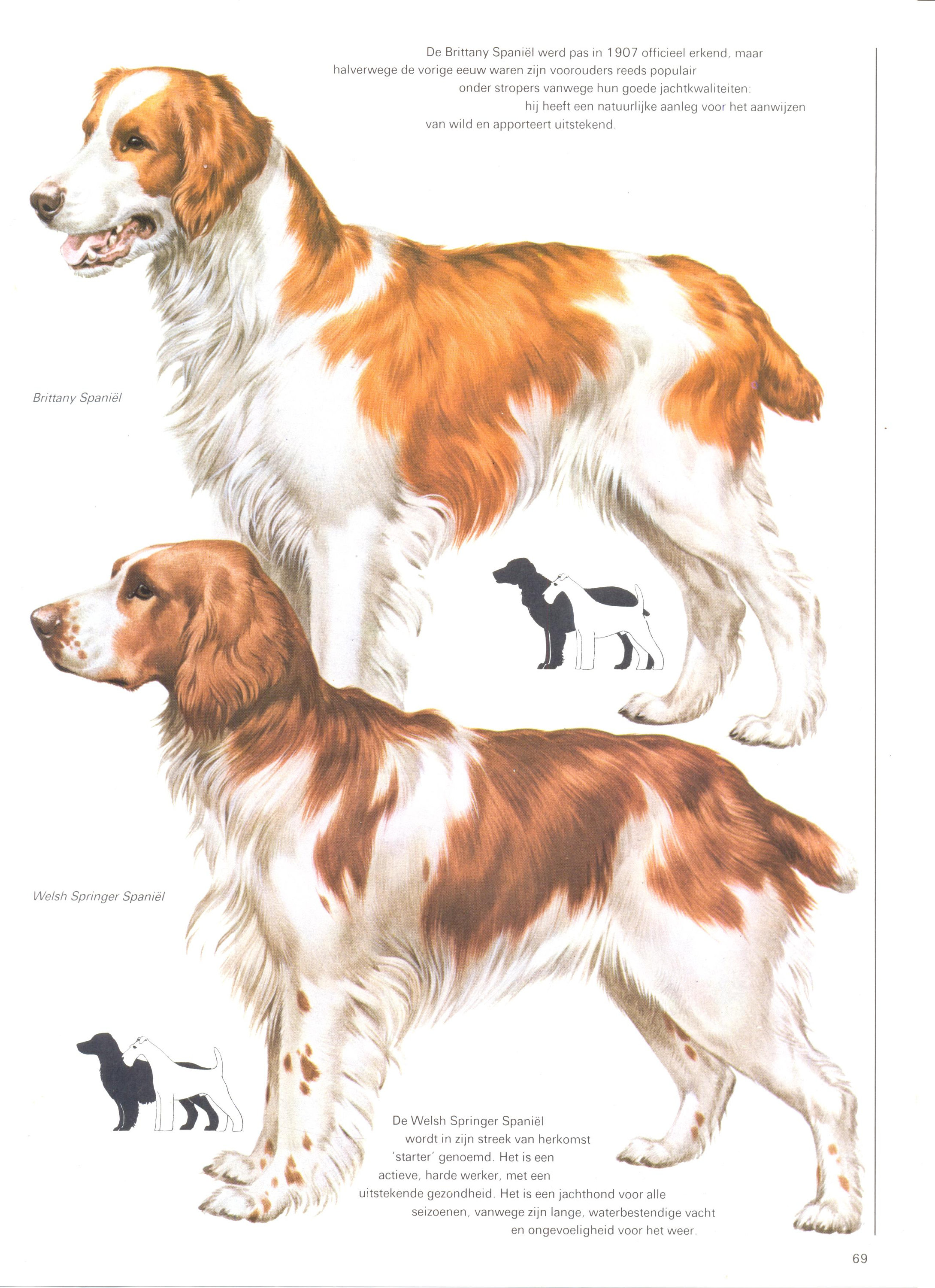 Vintage Dog Print, Brittany Spaniel & Welsh Springer Spaniel - Etsy