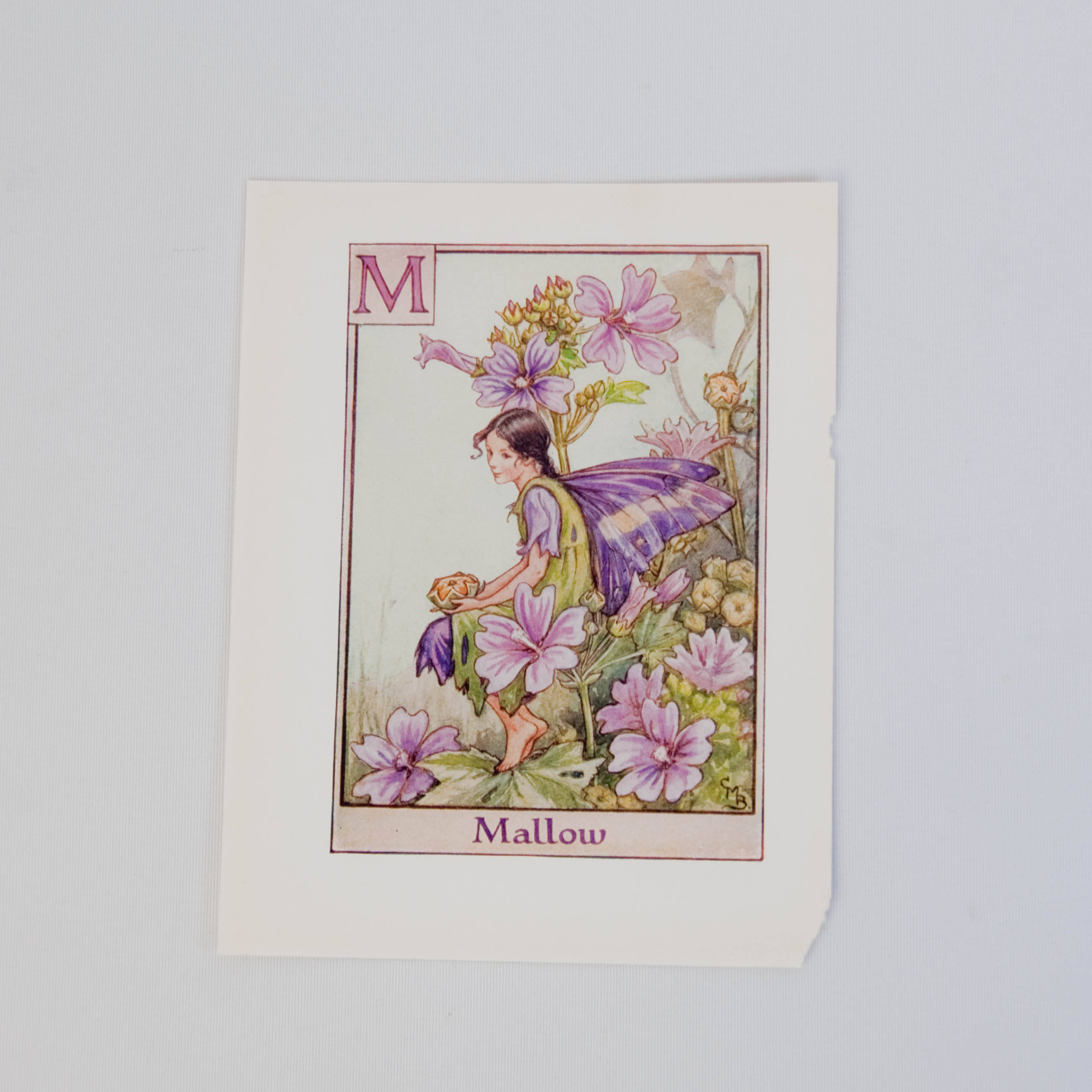 Original Flower Fairy Alphabet Letter M, Mallow, Cicley Mary Barker ...