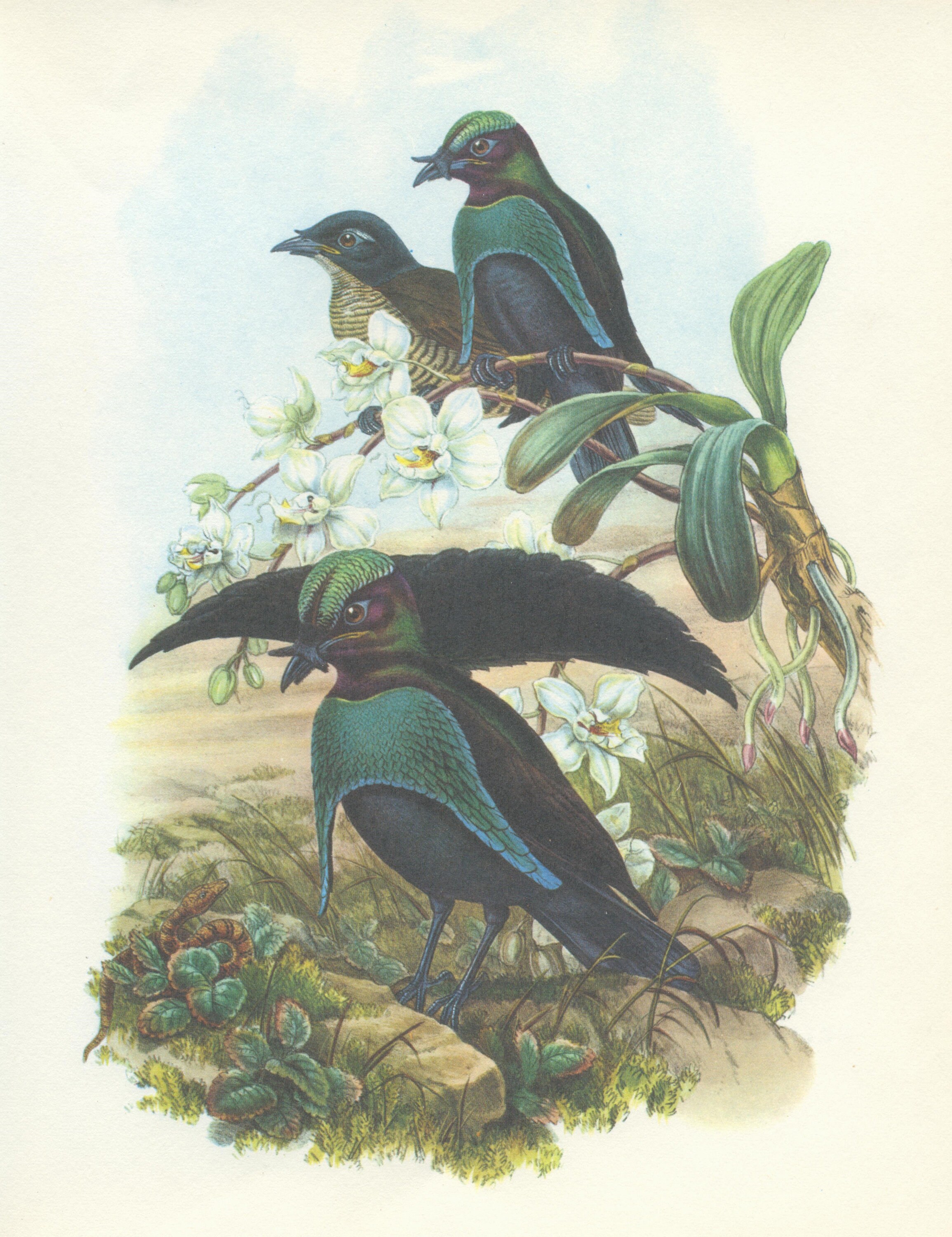 Vintage Birds of Paradise Print, the Greater Lophorina Bird Art - Etsy UK
