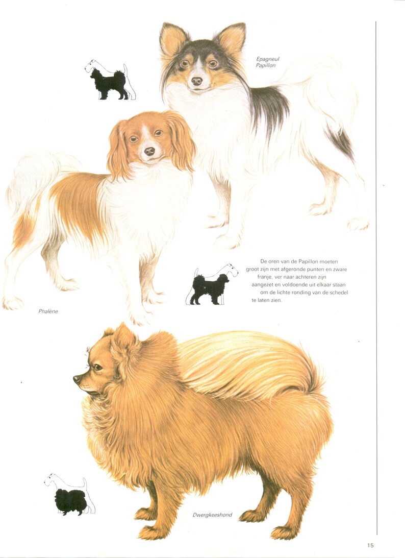 Vintage Dog Print, Pomeranian, Epagneul Papillon, Phalene, Dog Lover ...