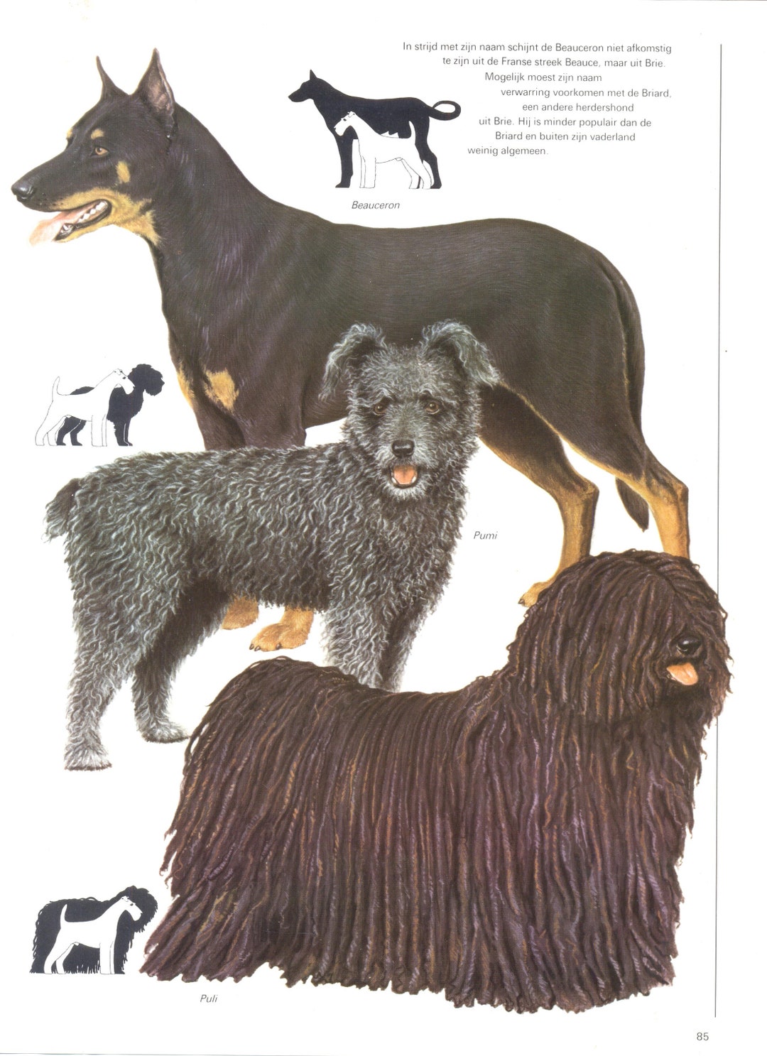 Vintage Dog Print, Beauceron, Pumi, Puli, Dog Lover Gift, Dogmom Gift ...