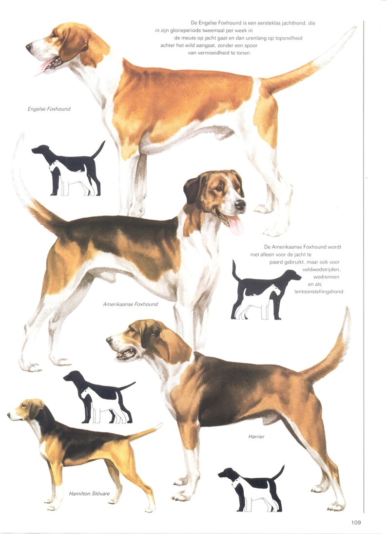 Vintage Dog Print, English Foxhound, American Foxhound, Harrier ...