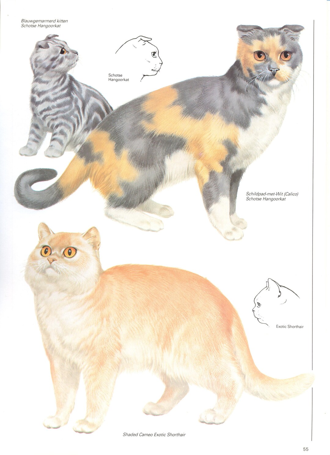 Vintage Cat Print, Scottish Fold, Exotic Shorthair, 1982 Dutch Book - Etsy