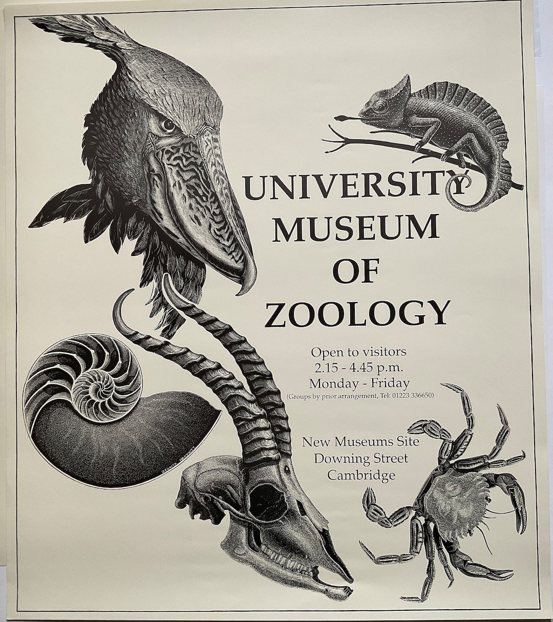 Authentic Museum of Zoology Poster Cambridge University Skulls Fossils ...