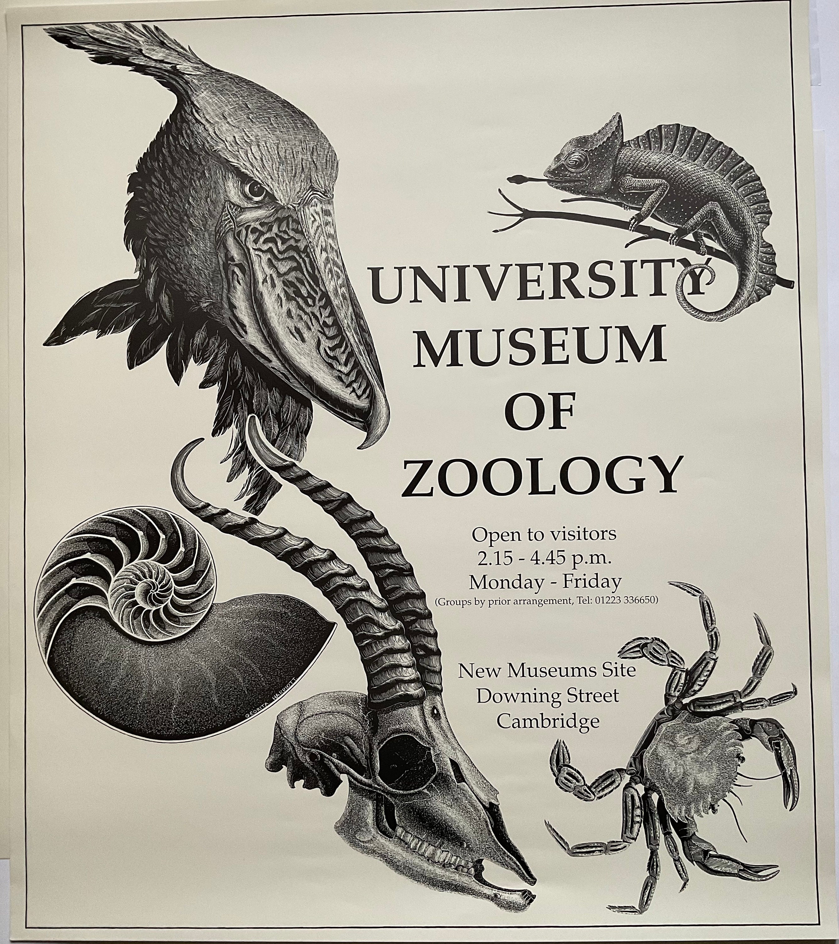 Authentic Museum of Zoology Poster Cambridge University Skulls Fossils ...