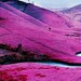 Richard Mosse the Enclave Original Gallery Exhibition Poster Large Wallart Print 80 X 100 Cm - Etsy