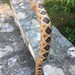 Hand Carved Rattlesnake Walking Cane Made From Eastern Red Cedar, Man ...