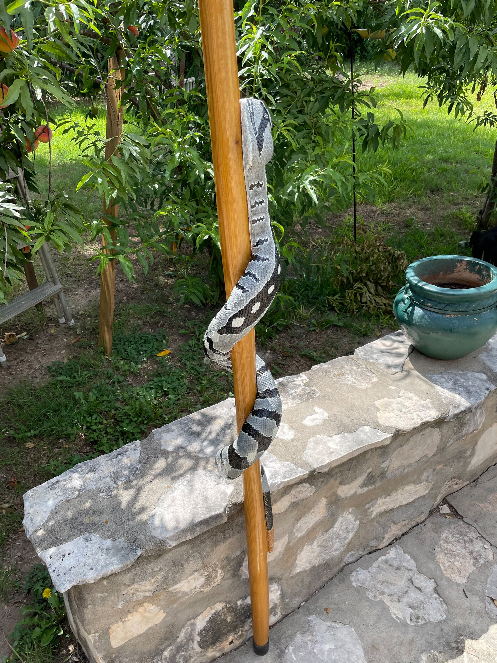 Black Tail Rattlesnake Hand Carved Walking Stick, Snake Hiking Stick ...