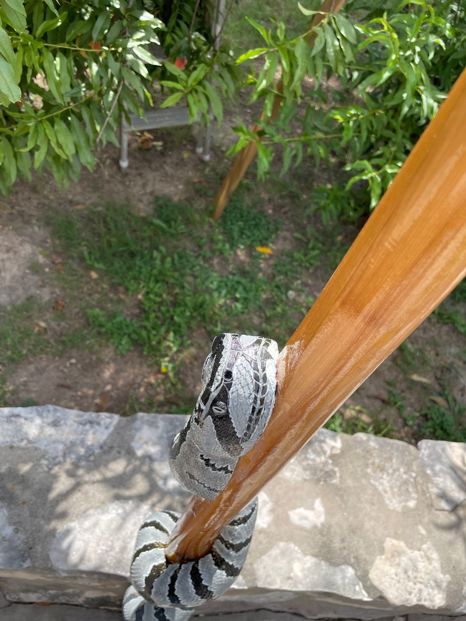 Black Tail Rattlesnake Hand Carved Walking Stick, Snake Hiking Stick ...