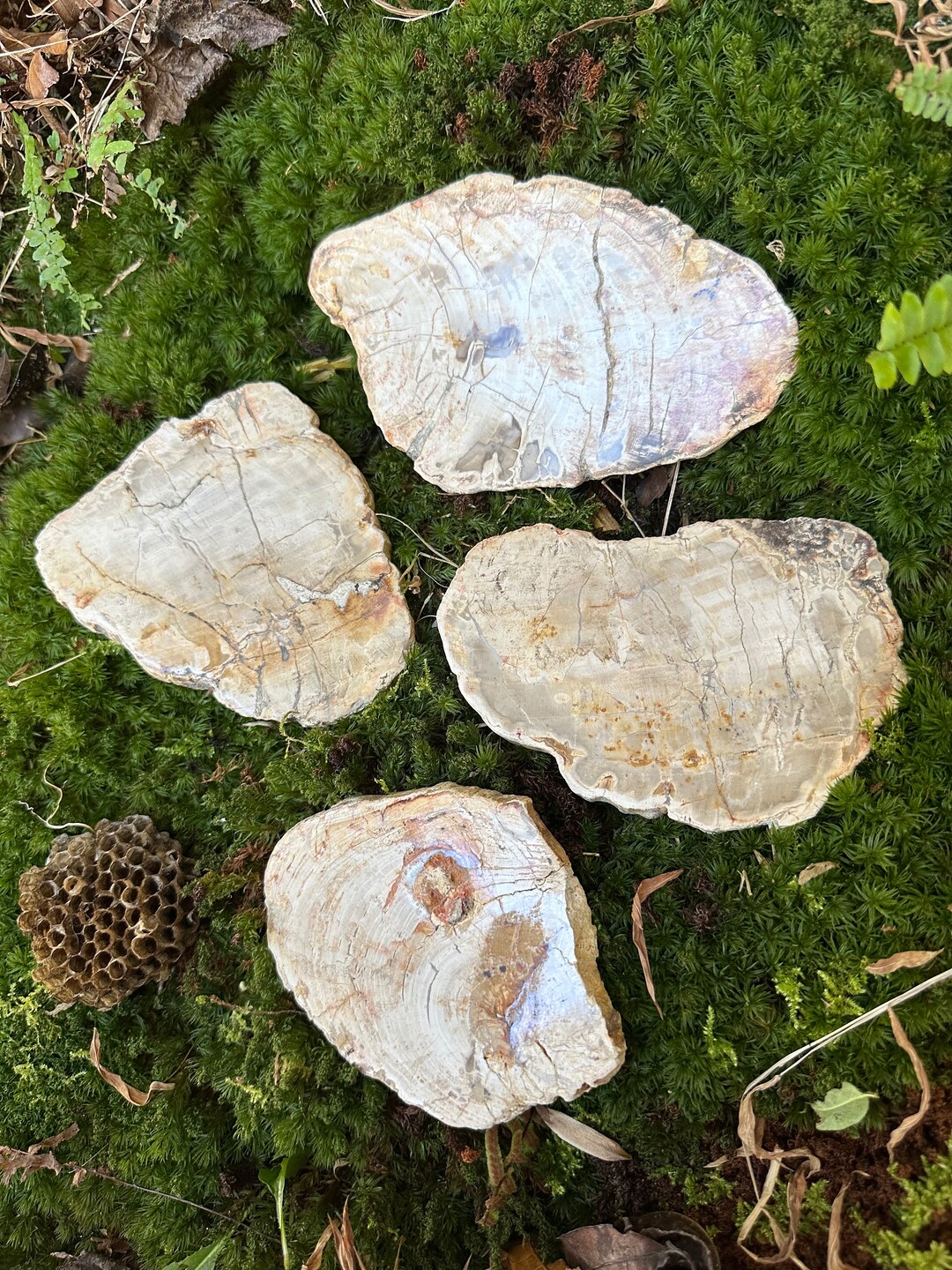 Petrified Wood Coasters Natural Mineral Fossilized Wood Grounding Stone ...