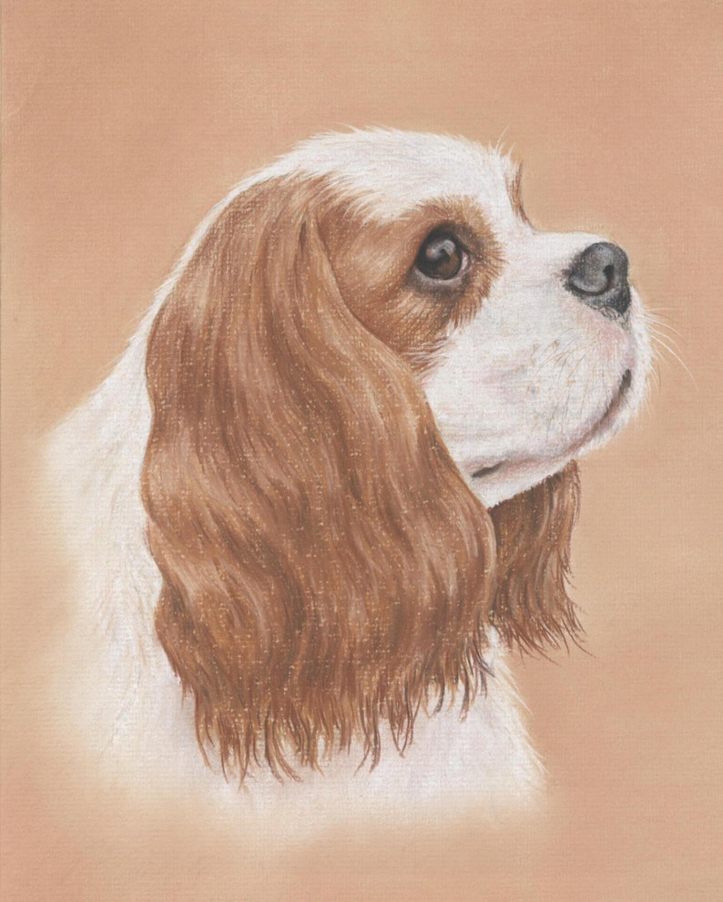 Pet Portraits Drawing Pack | Etsy