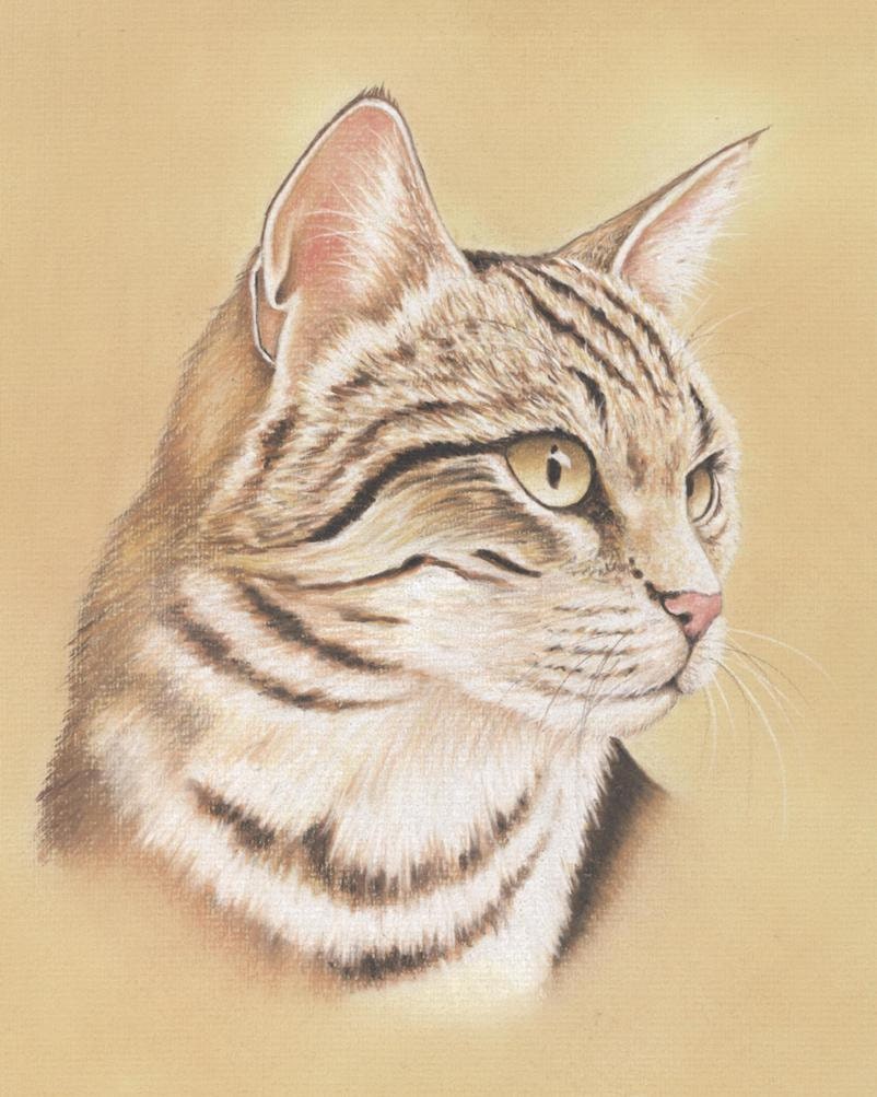 Cat Portrait Starter Pack digital - Etsy
