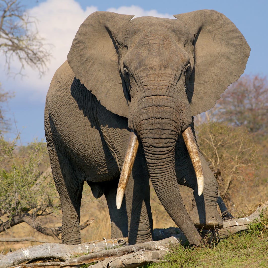 Bull Elephant at Balule, Greater Kruger, South Africa. - Etsy