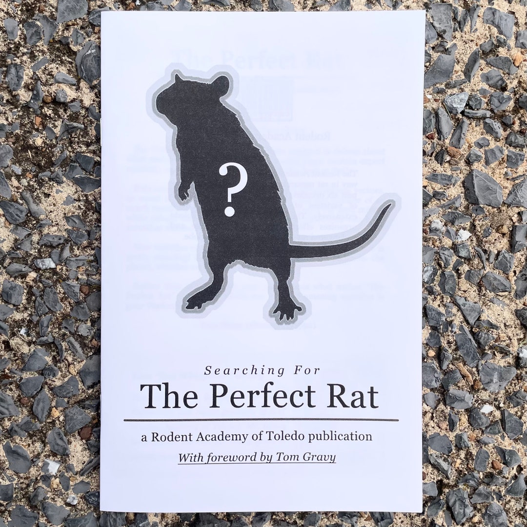 Searching For The Perfect Rat Rat Academy Of Toledo Rat With