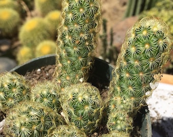 Finger cactus | Etsy