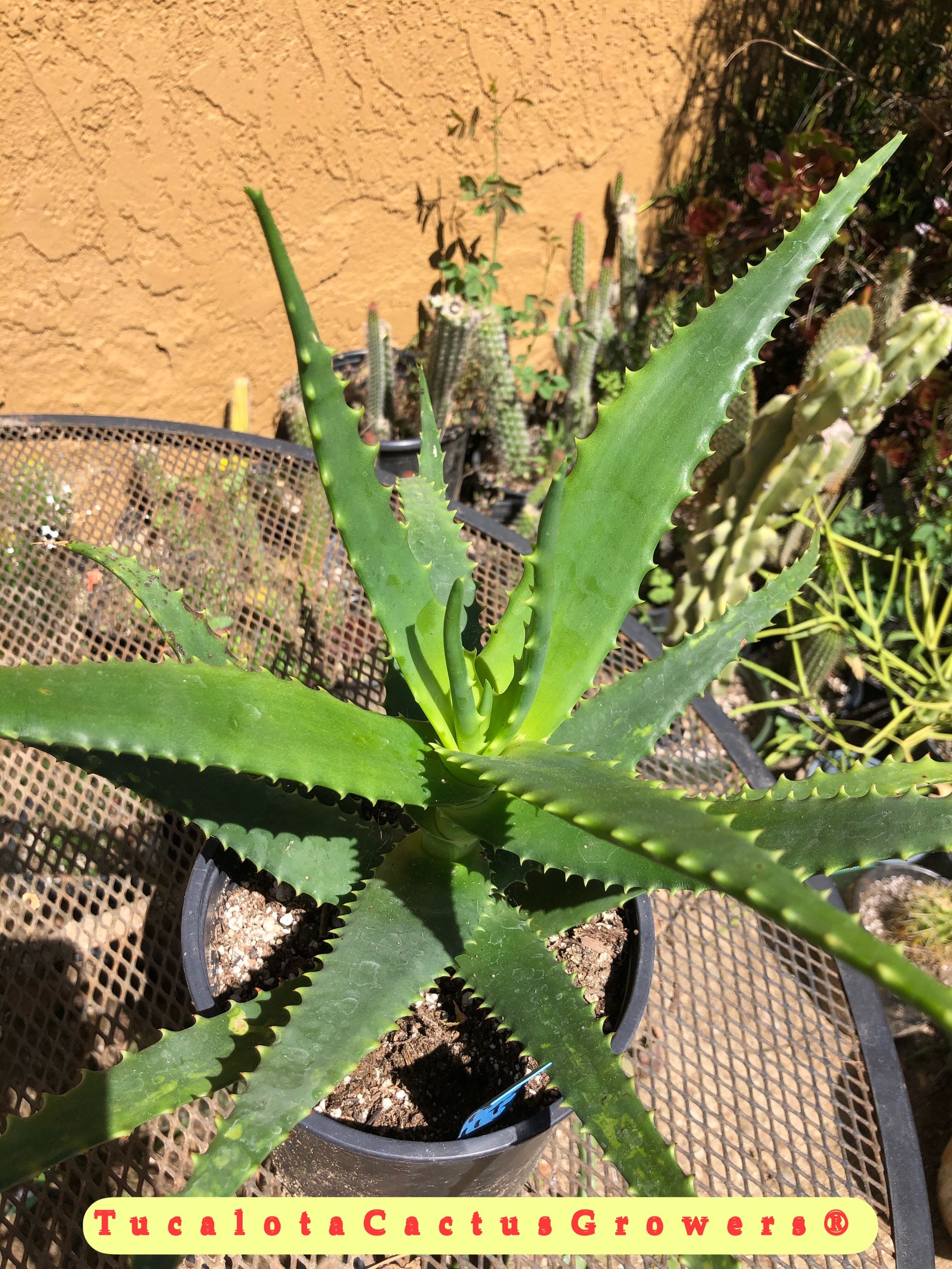 Plants Aloe Hybrid 6Wide #1R Outdoor & Gardening etna.com.pe