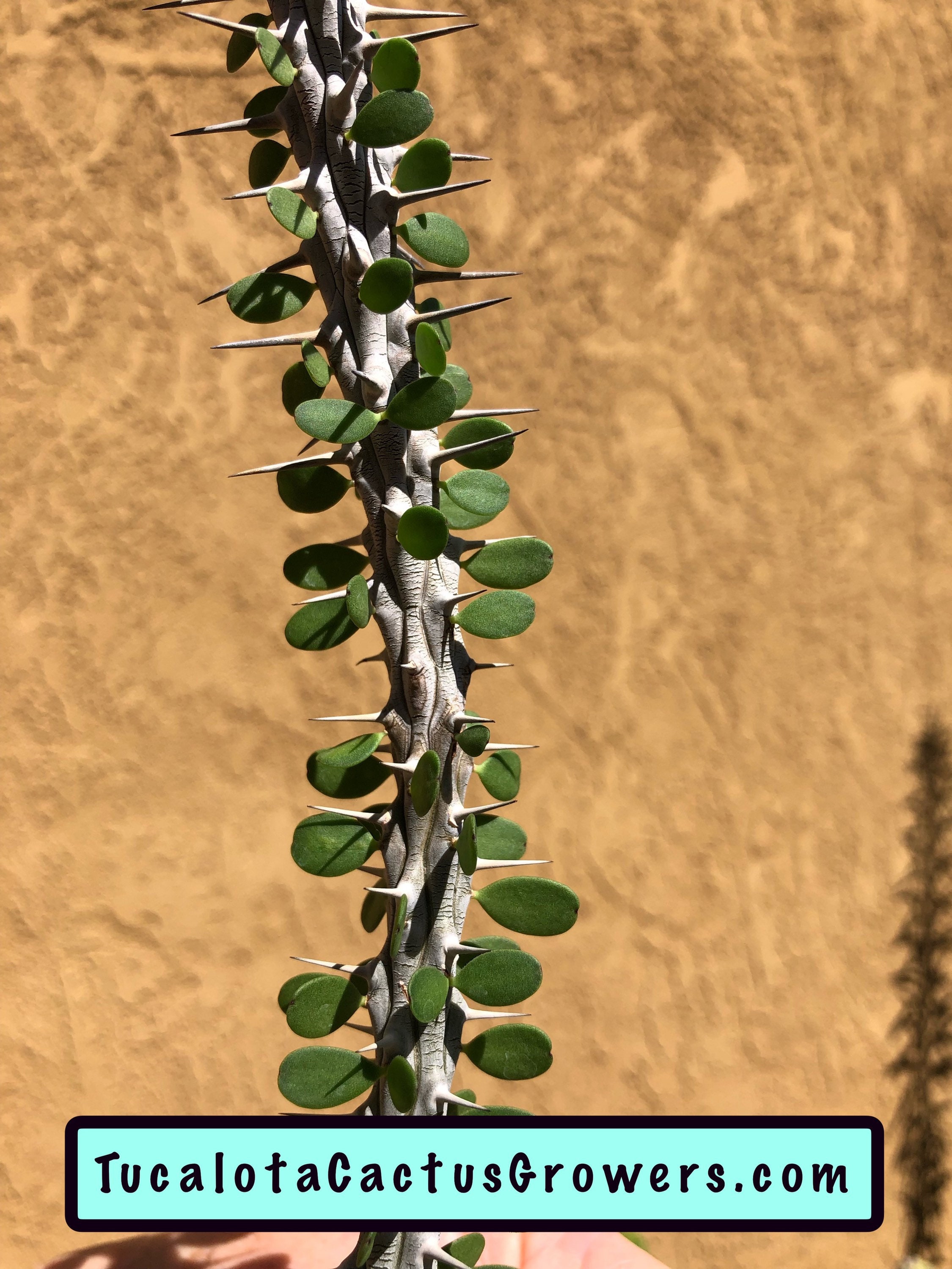 False Ocotillo Alluaudia Procera 9Tall 10W | Etsy