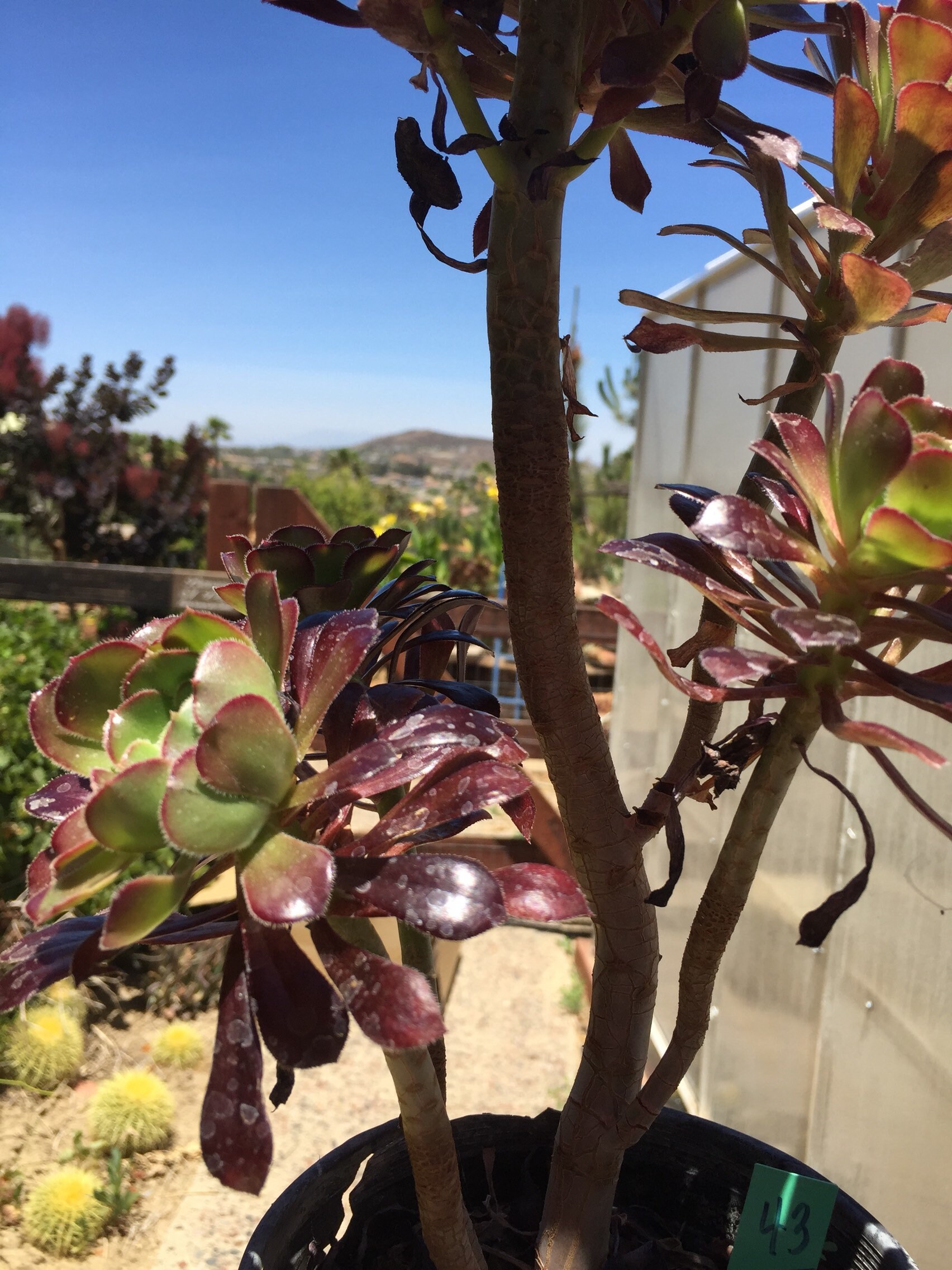 Aeonium Bouquet Jack Catlin 28\u201dT #1Y Outdoor & Gardening Plants ...