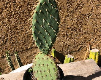 Floral & Garden Crafts Opuntia microdasys Off White Bunny Ears 4.5Tall ...