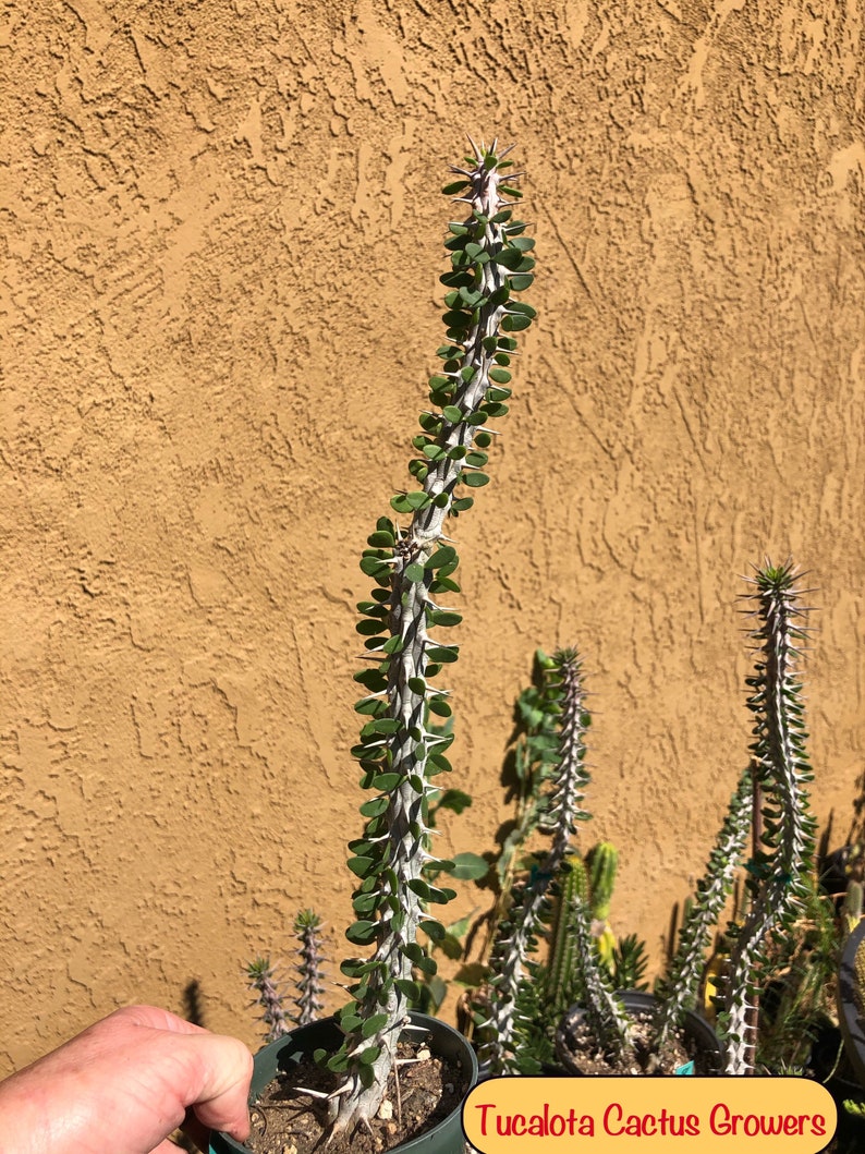 False Ocotillo Alluaudia Procera 15Tall Bare Root You will | Etsy