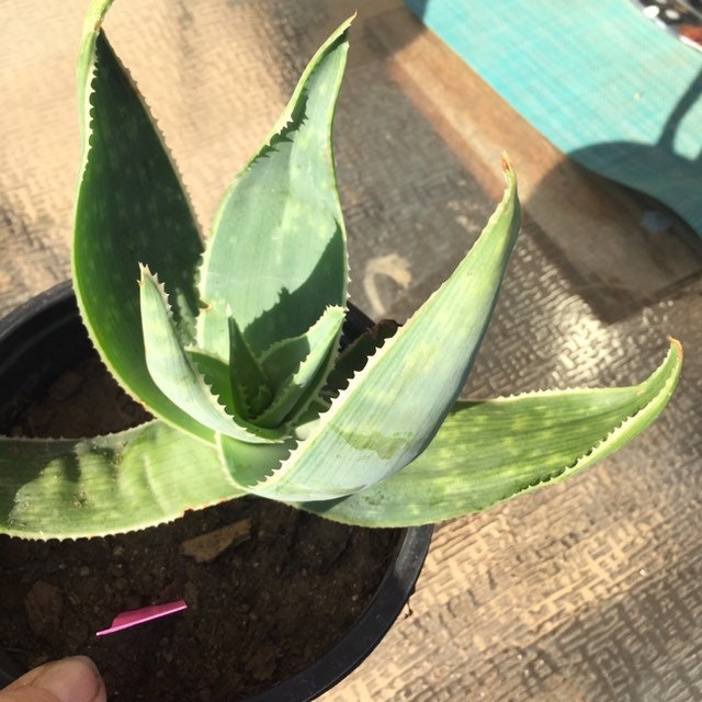 Plants Aloe Hybrid 6Wide #1R Outdoor & Gardening etna.com.pe